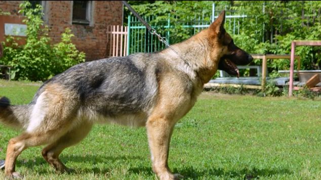 2018 Питомник Из Тигровой Династии. Верона Дэль Тигрис