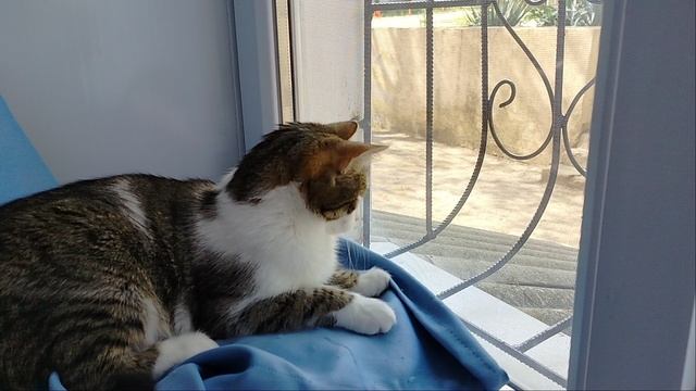 Кошкины наблюдения за птичками