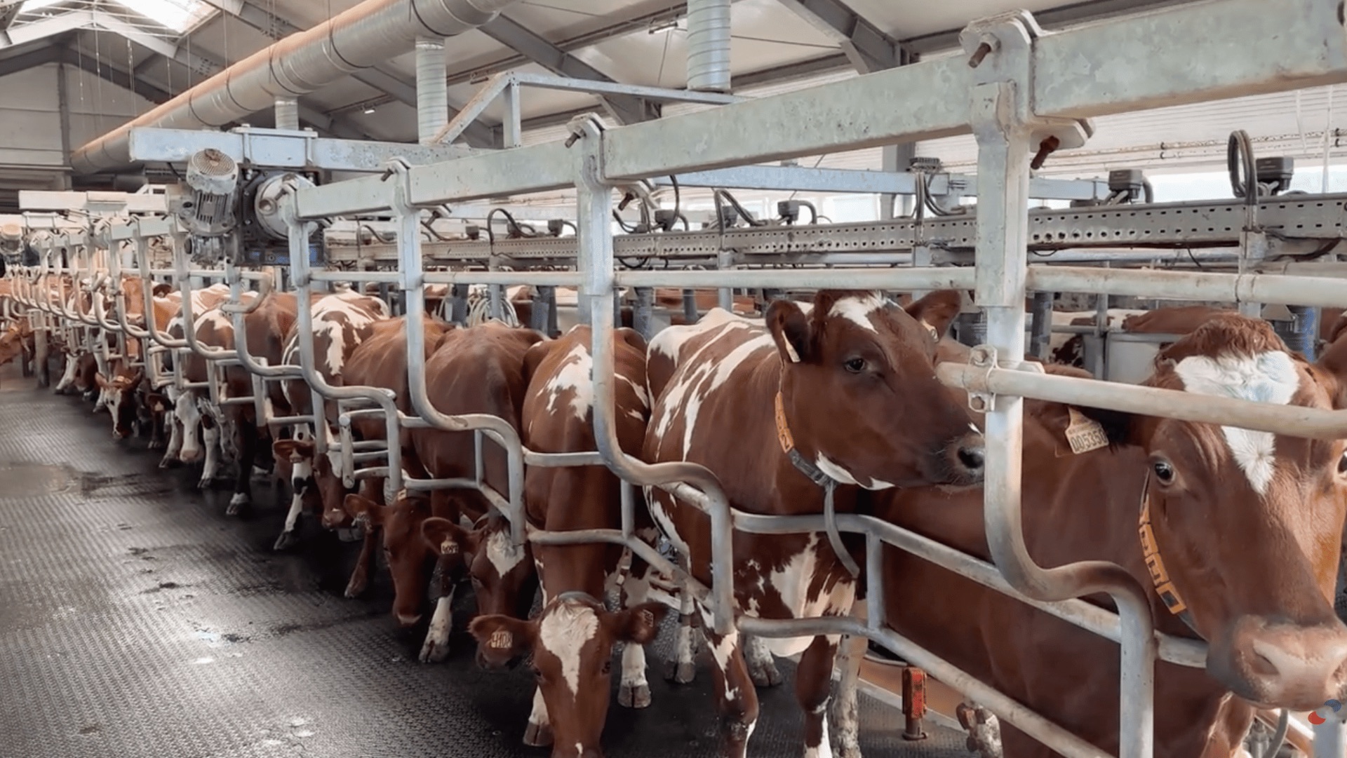 Молочная ферма АО "Заречье"