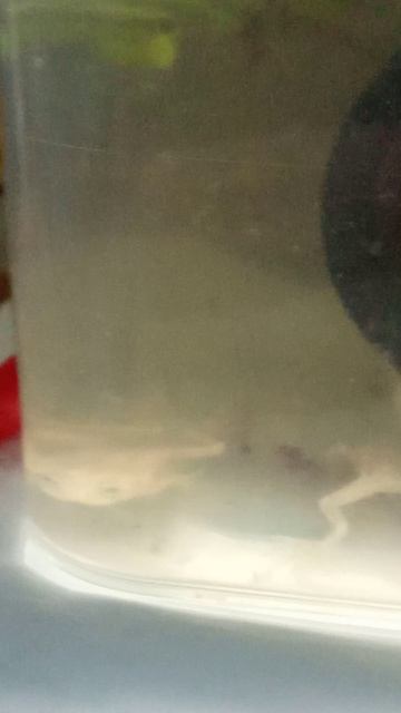 Когтеносец Бёттгера. Hymenochirus boettgeri