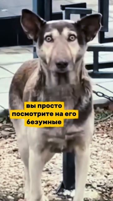 Это пёс скинволкер?! #shorts #horror #ужасы #ужастики