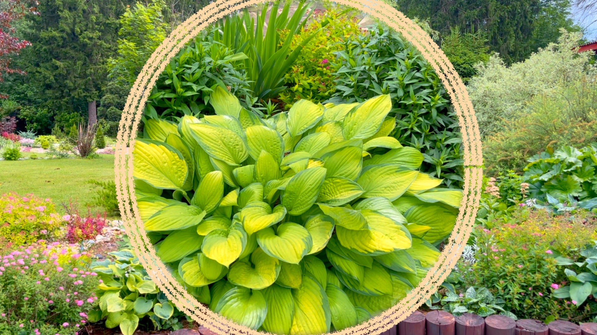 Как помочь тенелюбивым растениям, растущим на солнце, когда тень в дефиците.