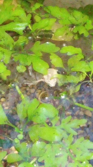 Когтеносец Бёттгера. Hymenochirus boettgeri