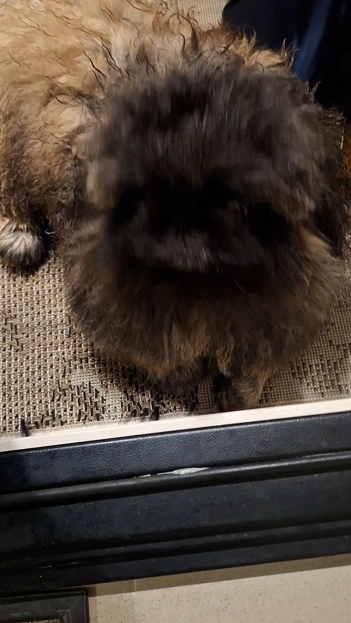 Пекинес Дендик провожает детей в детский сад