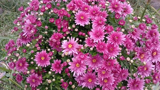 хризантема сиреневая корейская