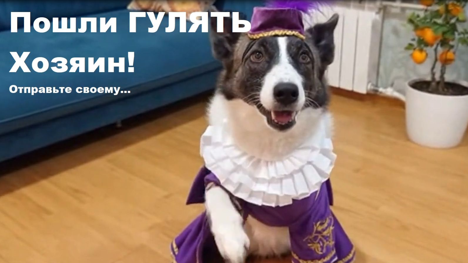 Пошли гулять! Собака Алиса зовет хозяина пройтись поскорее!