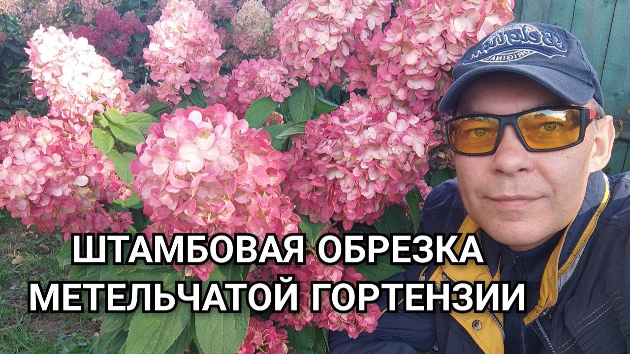 ЗАБУДЬТЕ ВСЁ что знали об обрезке метельчатых гортензий Штамбовая техника: обрезка сорта Фантом