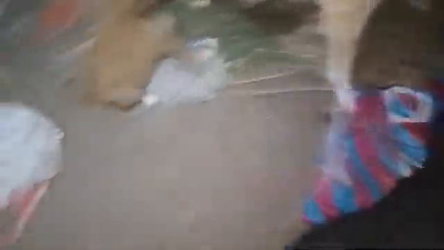 сабачка с кутятами