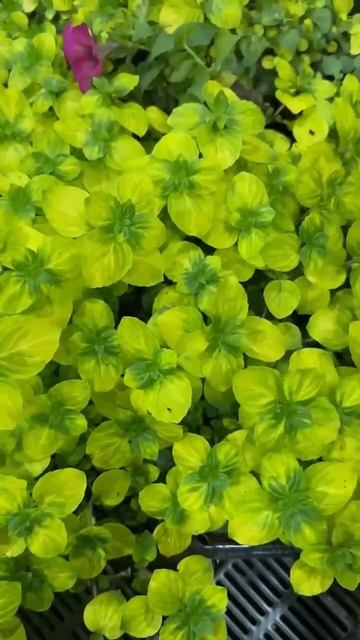 Укорененные черенки!