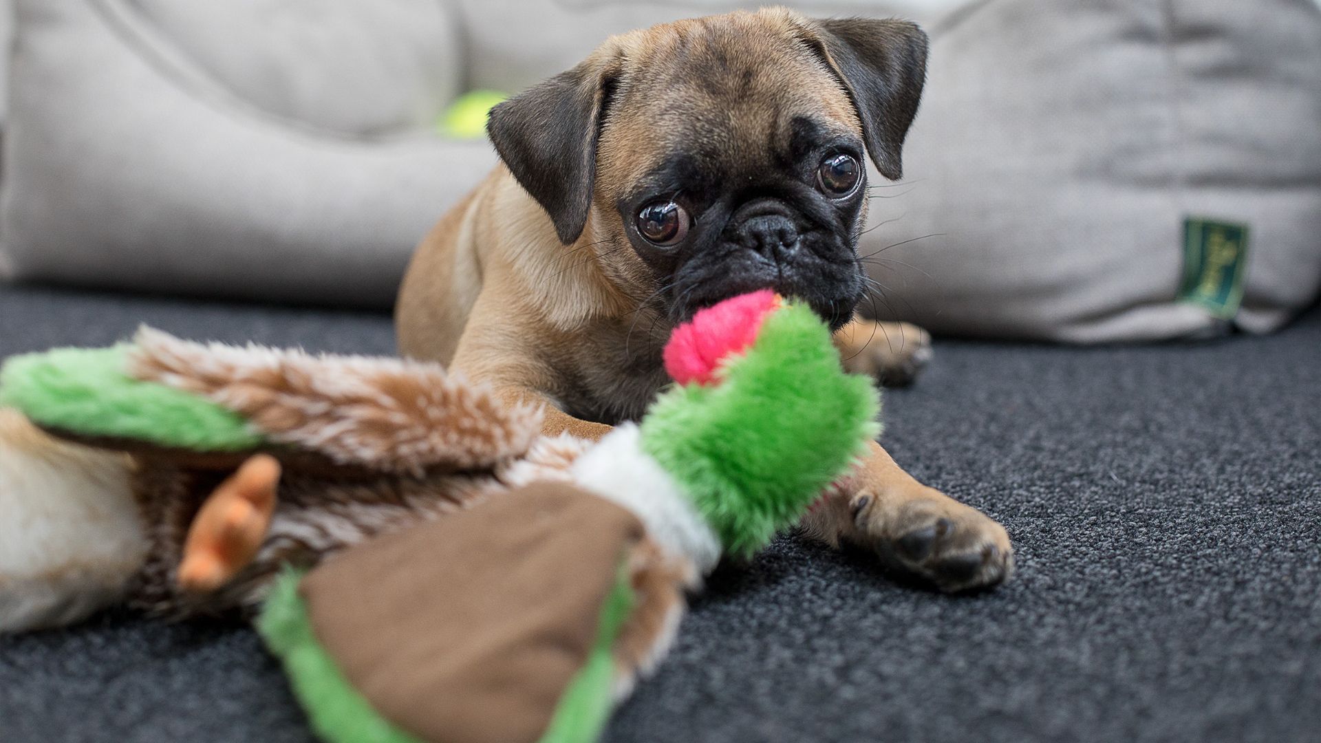 Песня "Щенок". Текст, видео: Л. Ломаева. Музыка и исполнение:Suno AI.