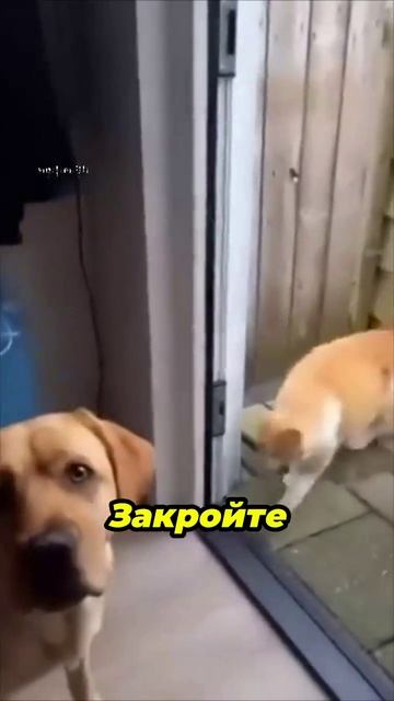 Кот-альпинист тянется к цели!