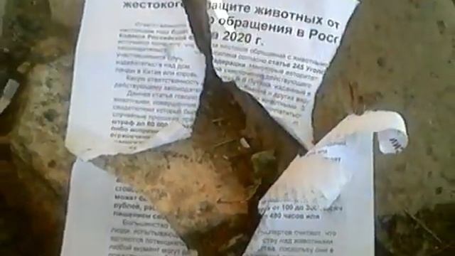 помощь животным