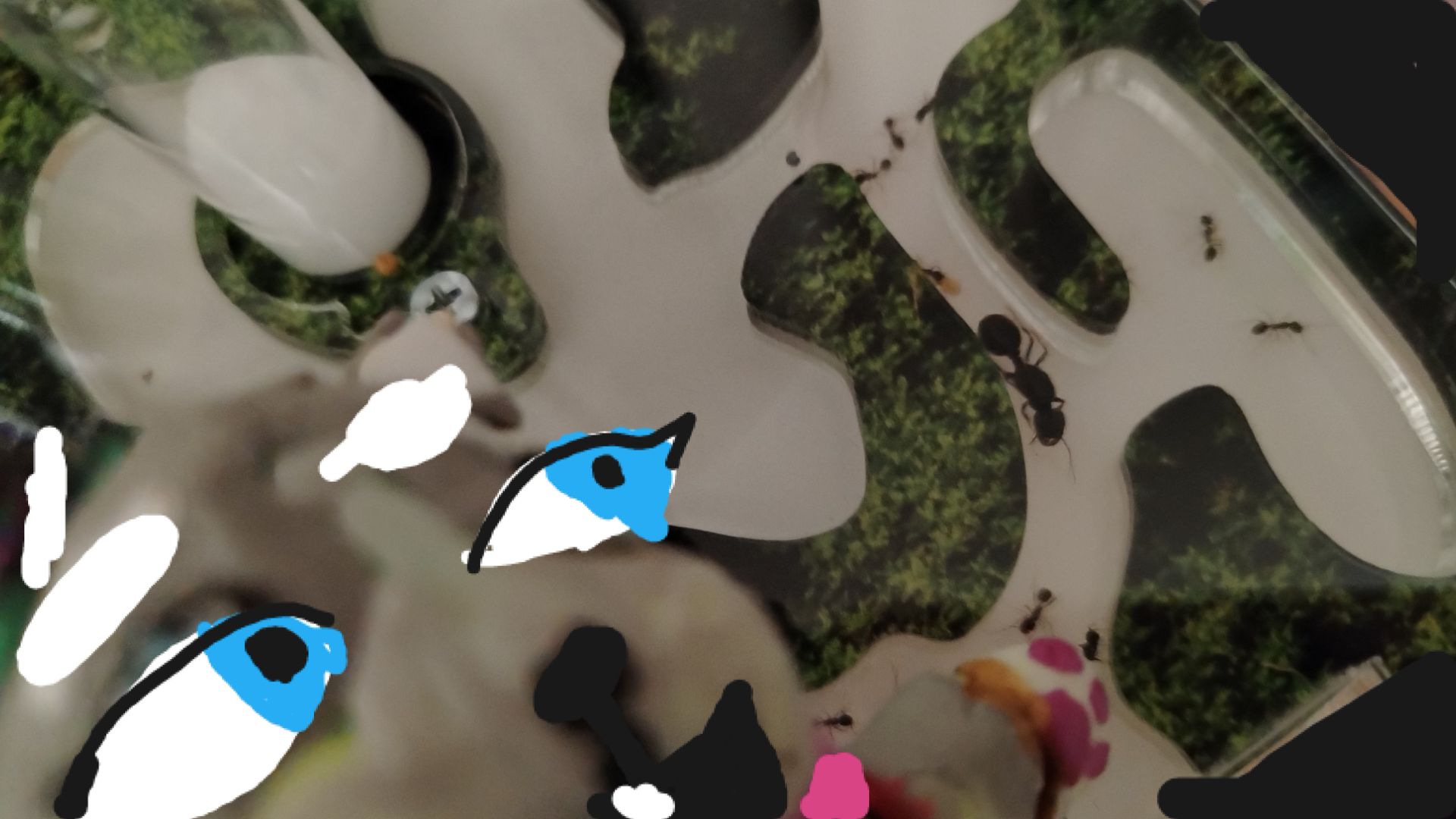 Новая муравьиная ферма! У нас появились настоящие муравьи! (муравьи жнецы) и собака Хаска