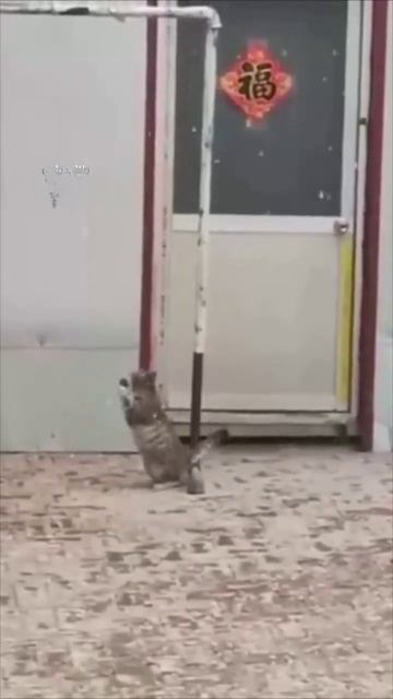 Что там, пес Кот стучится в машину.