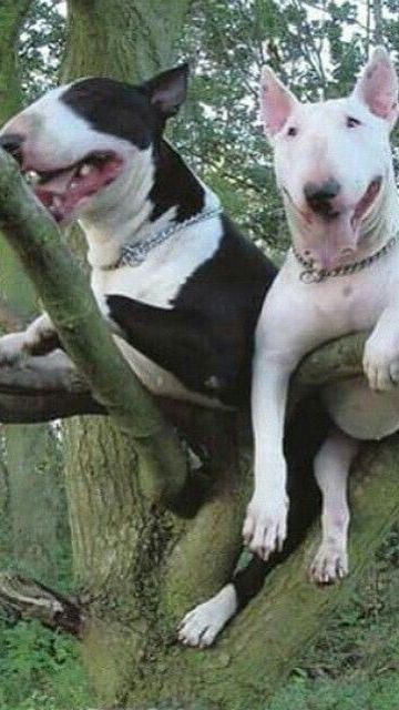 Великолепные псы.