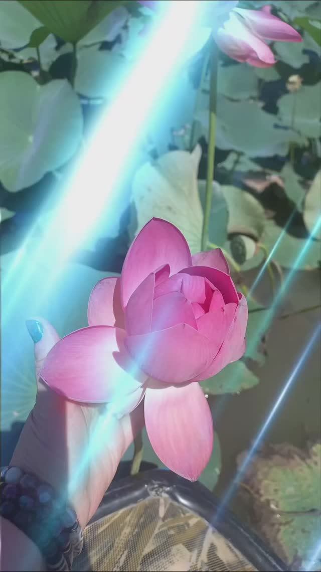 Клип | Мчимся, мчимся к лотосам | Воспоминания о лете 2024г.| Краснодарский край | Love Me Like You