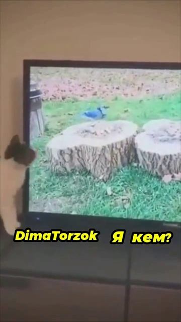 Завороженный кот смотрит на рыбок в аквариуме
