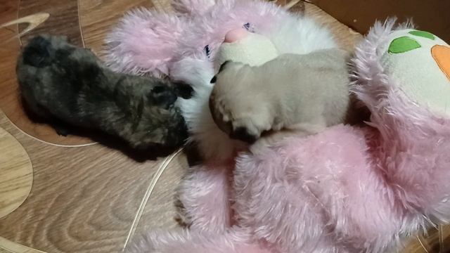 мопсики малышки