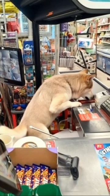 Новый пушистый кассир 🤗👍😃#развлечение