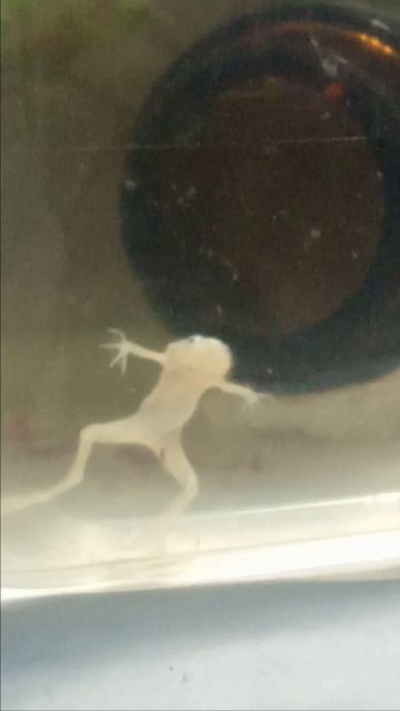 Сердитый лягушонок. The angry froglet.