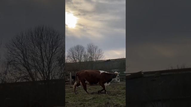 "Го-маты" - на радость любителям коров от преданных Господа Кришны