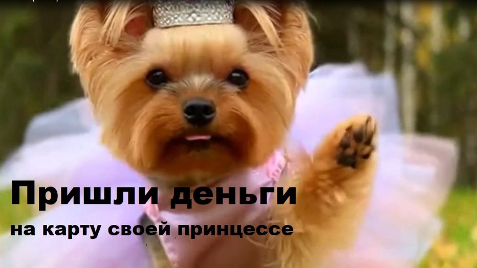 Йоркширский терьер в платье принцессы.