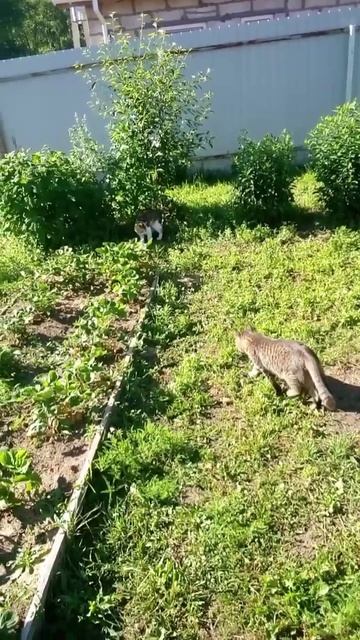 Горячие мышеловские парни.