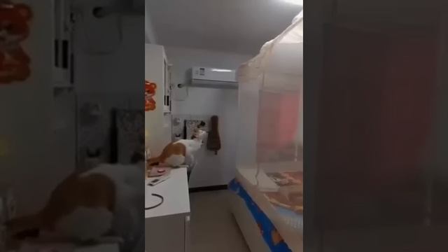Пушистый микс 2