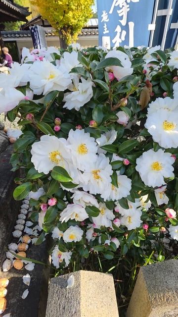 Камелия японская в Киото