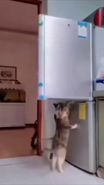 Нежнейшее кормление котенка и трюки кота
