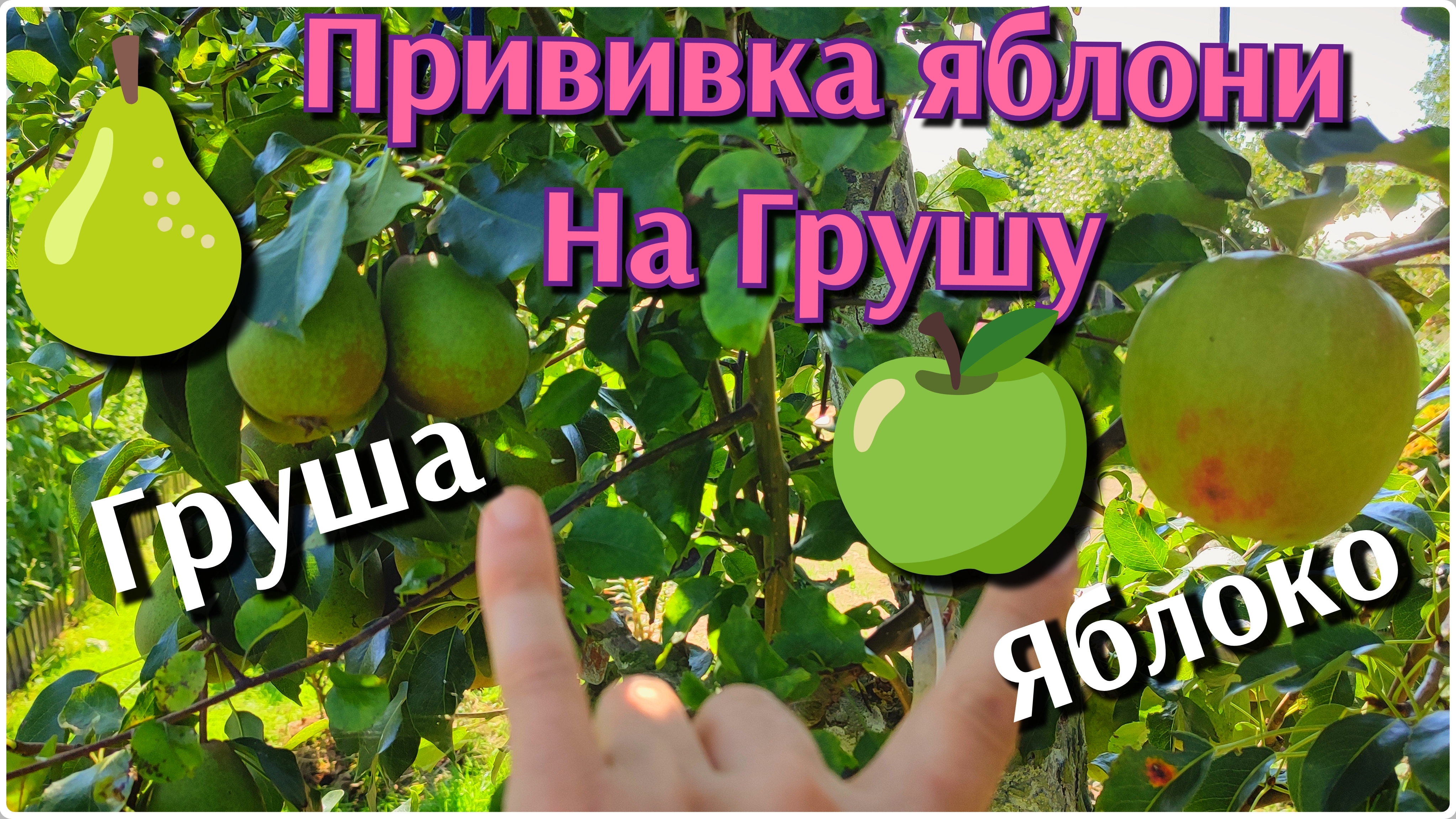 Прививка яблоко на грушу