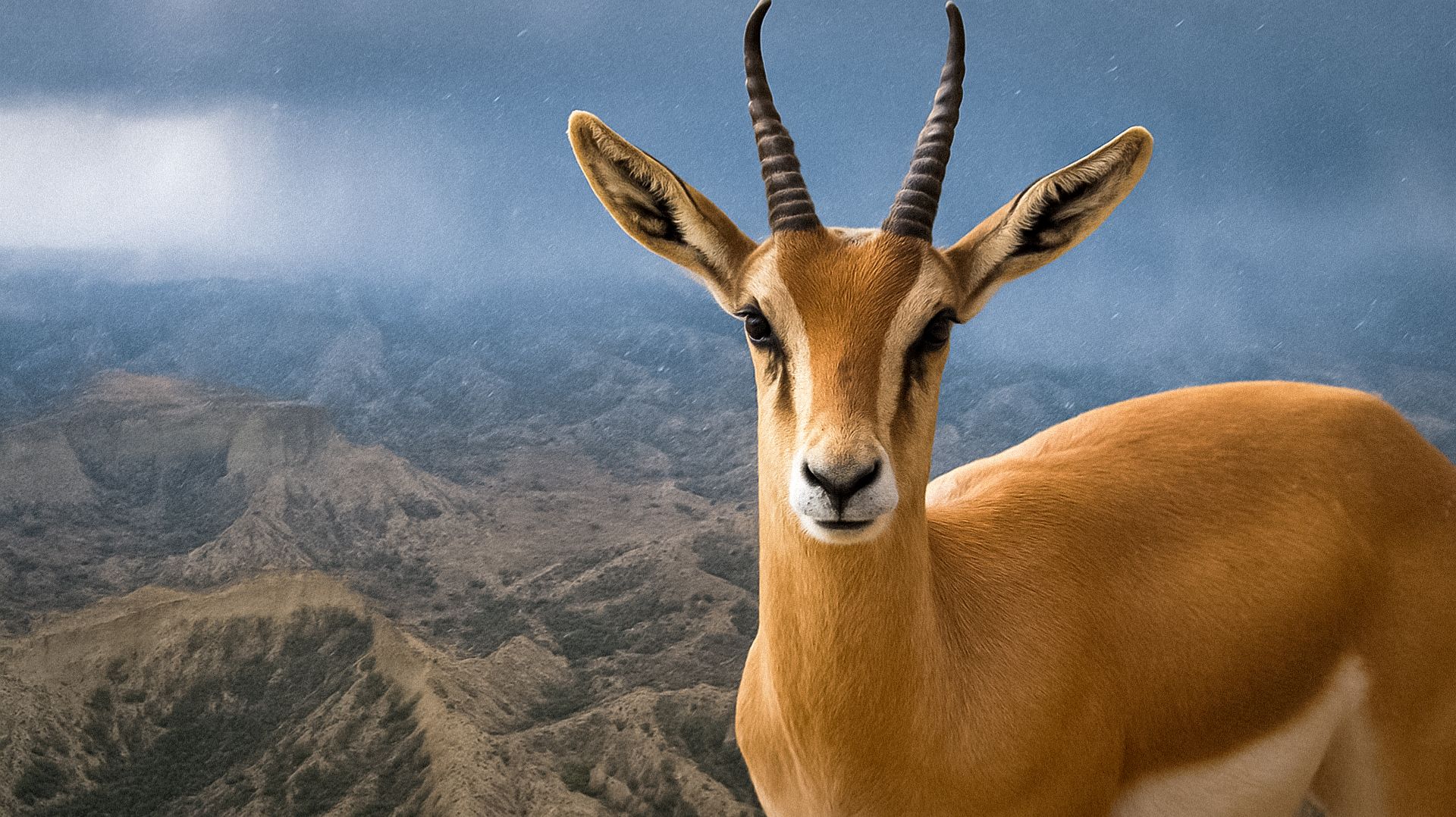 Ахар-Бахар готовится к зиме: как дикие звери Кавказа выживают с приходом холодов | Все как у людей