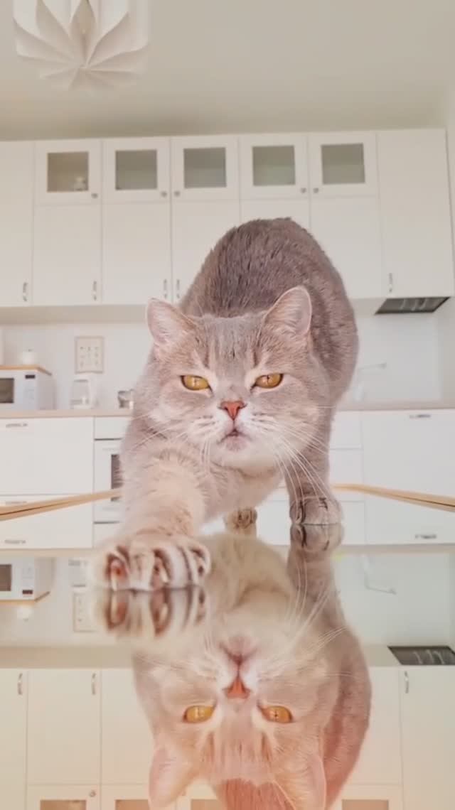 🐱 Доброе утро!