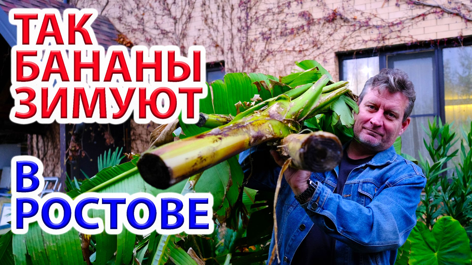 Так в Ростове зимуют Бананы. Наше укрытие тропических растений.