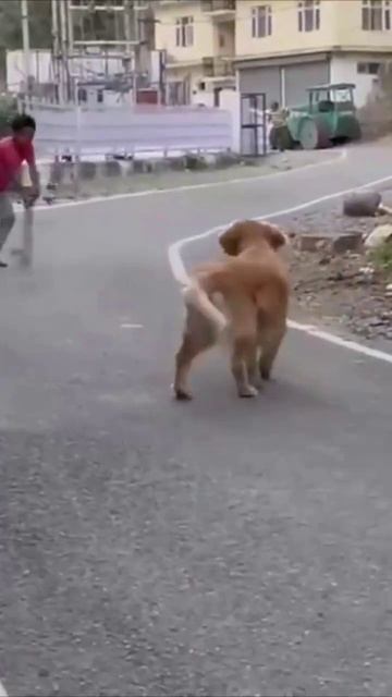 Собака играет ночью на баскетбольной площадке!