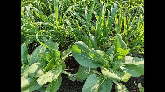 ПЕРВЫЕ И ПОСЛЕДНИЕ В ОГОРОДЕ.
