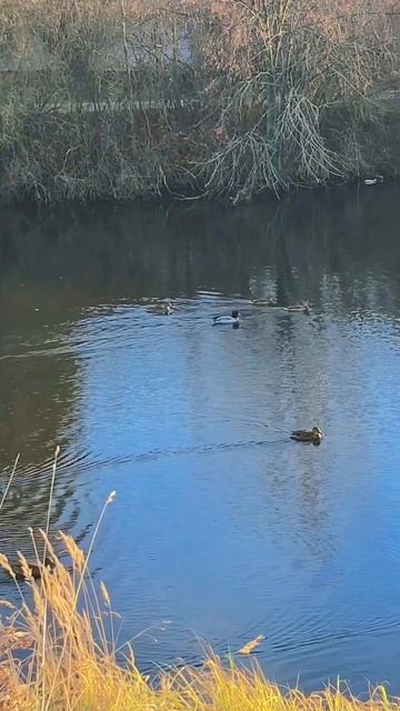 Утиный марафон