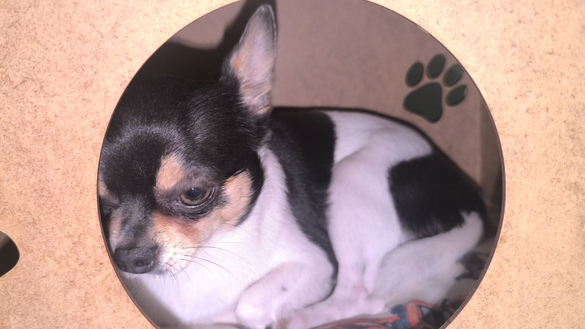 Мои питомцы 🐶и🐈.