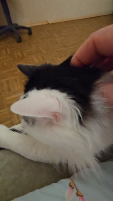 Шерсть на кожаной основе