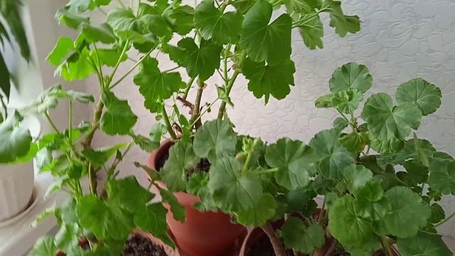 Чем можно и чем нельзя подкармливать пеларгонии осенью и зимой