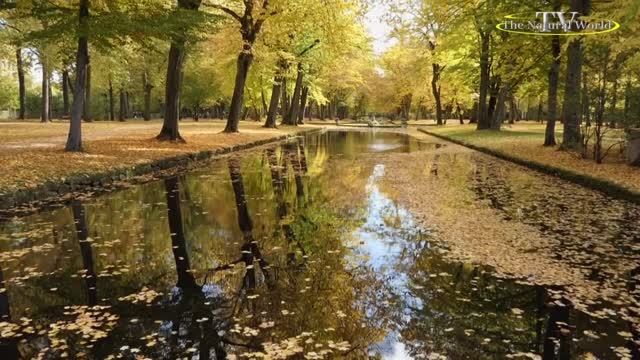 🍂Золотая "Осень"🍁 /Отражение в озере/Осенняя абстракция🍁благодарность Виктору Классину за песню.