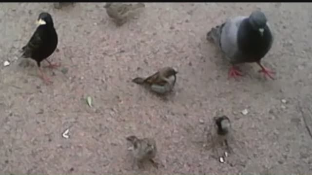 Птичка показывает, что у неё в клюве