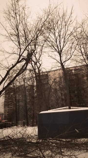 Обрезка и удаление деревьев зимой