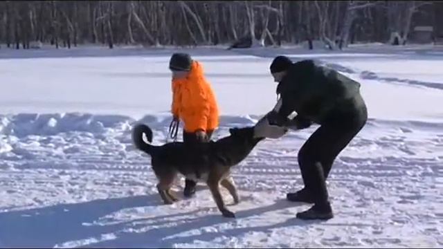 Питомник Из Тигровой Династии г. Омск. Герман ИЗ ТД. Защита.2017