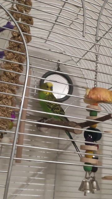 Обычный день крутого попугая Федя!🦜