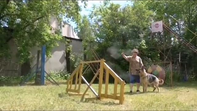 Верона - стрекоза))