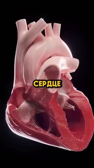 Здоровье с луком #здоровье #иммунитет #лук #здоровьеслуком #луклечит #луквсемголова