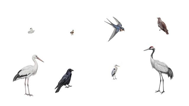 Перелётные птицы