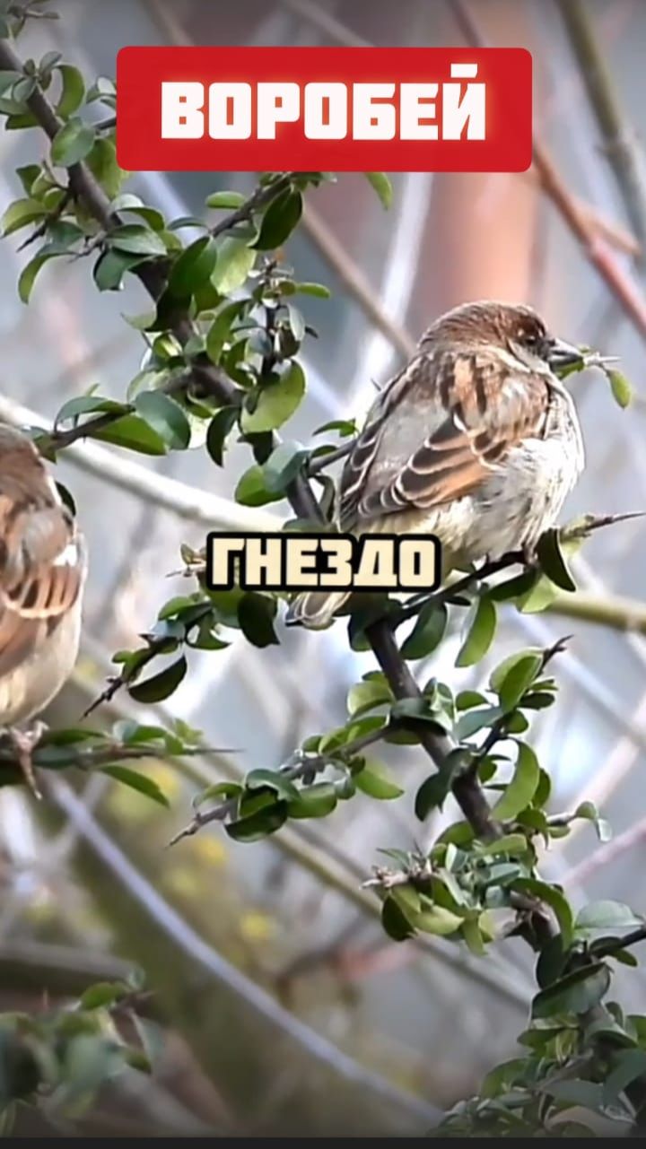 Гнездо, семейный дом воробьёв #воробьи #птицы