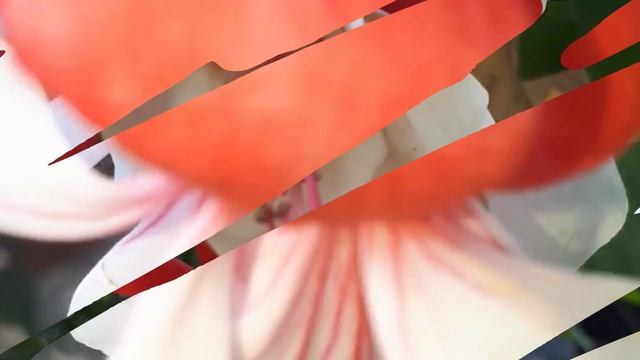 24 Фуксия сорт Golden Swingtime